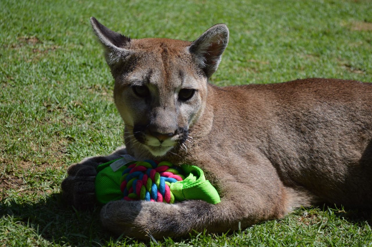 Especial: Tendrá Querétaro primer santuario de animales silvestres en ...