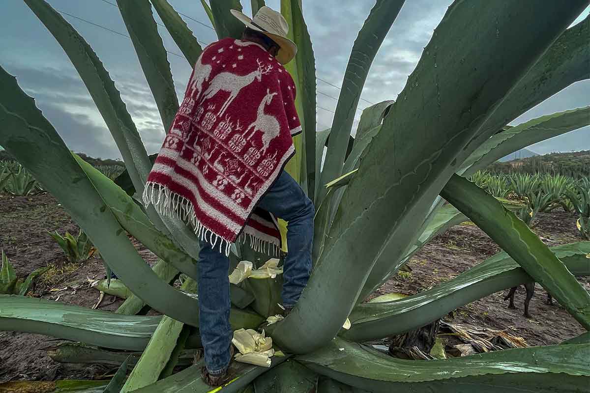 Boyé, orgullo del pulque en el estado de Querétaro