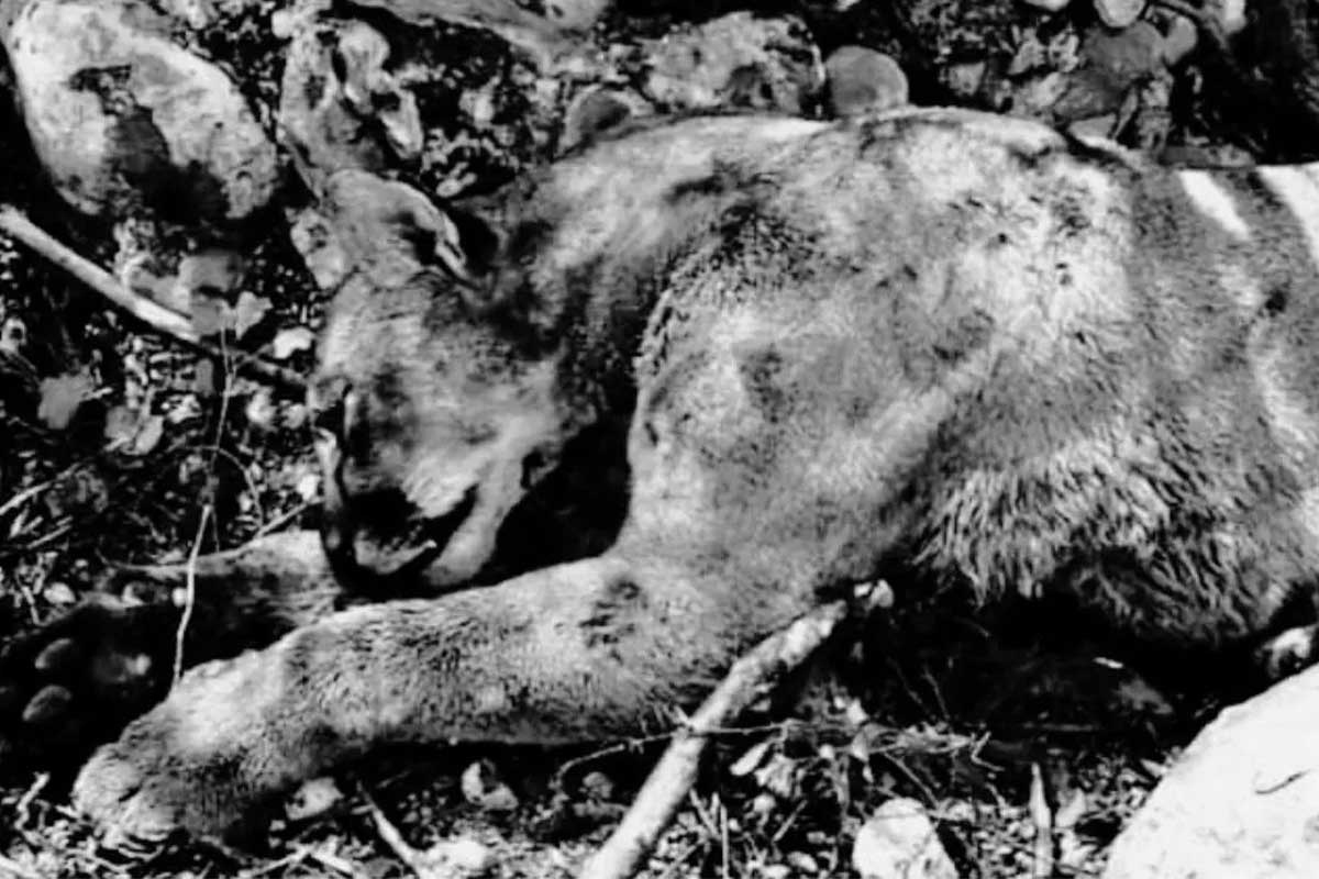 Hombre lucha contra un puma y lo vence, en Tamaulipas