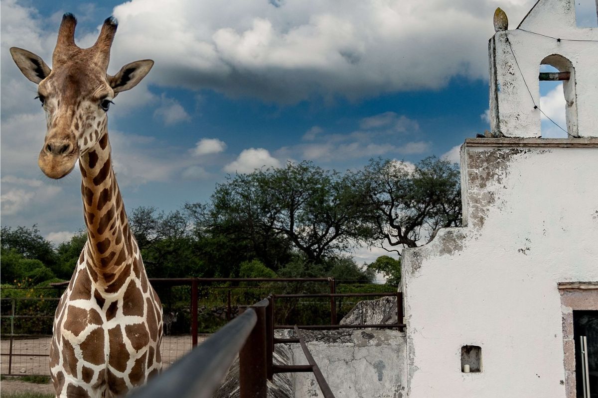 Santuaai Querétaro: un espacio para la conservación de la fauna silvestre