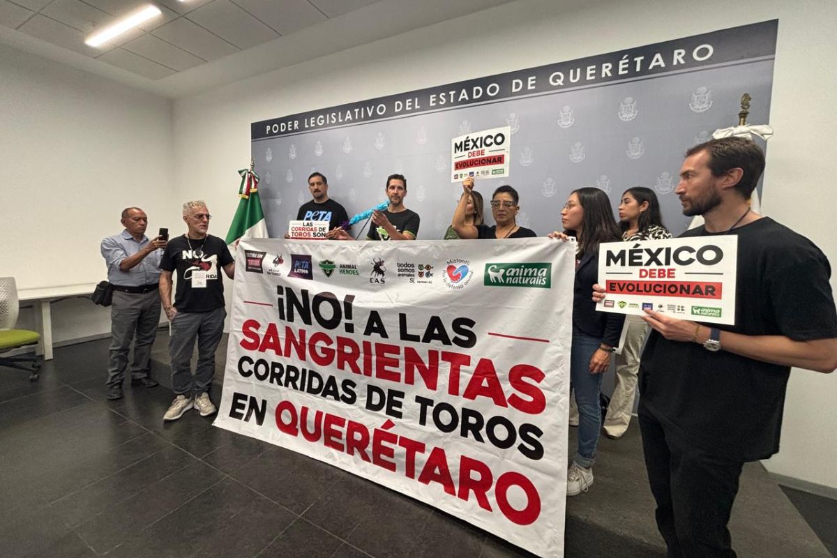 Activistas exigen abrogar la fiesta de toros como patrimonio de Querétaro