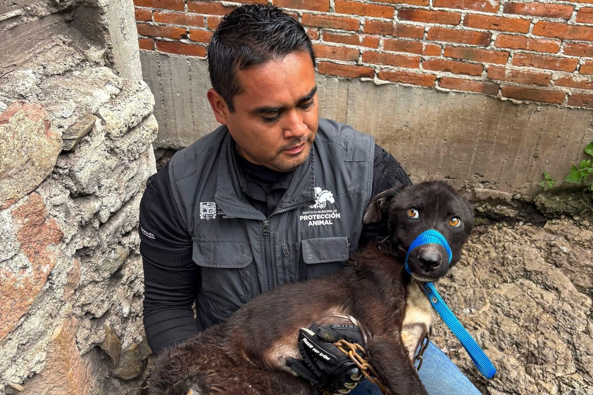 IMPA rescata a perros víctimas de maltrato y abandono en El Marqués