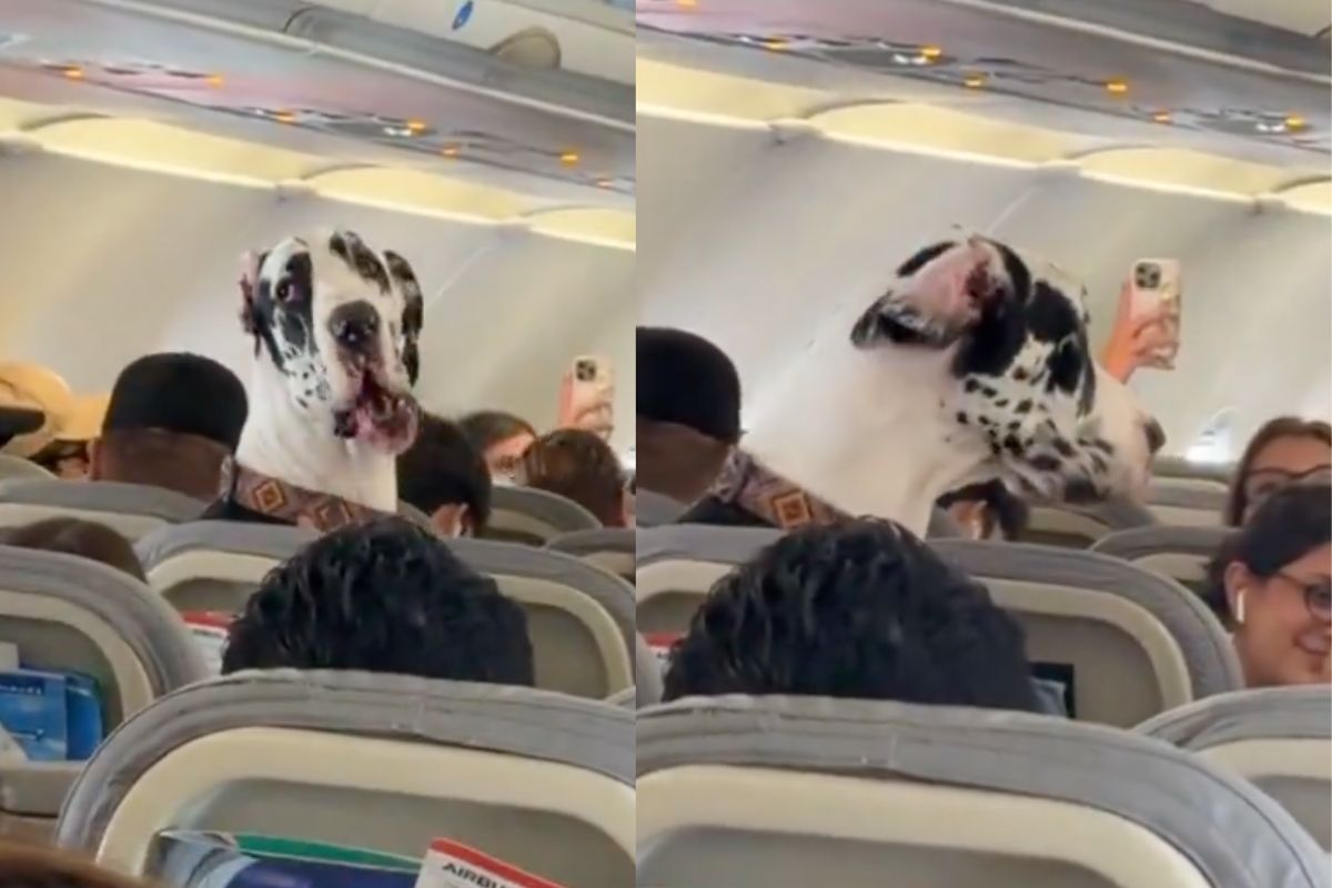 Enternece a pasajeros comportamiento de gran danés durante vuelo; ‘todo ...