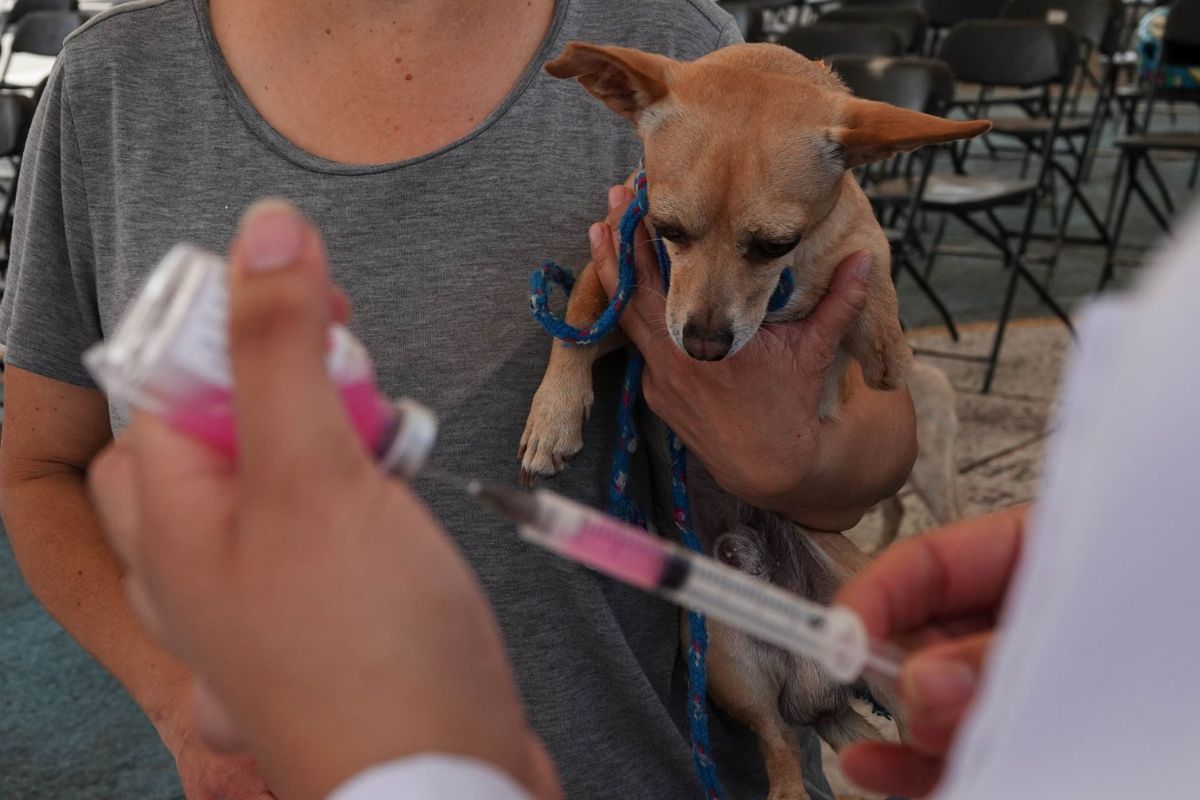 ¿Qué debes saber sobre la rabia en México?: mitos, prevención y alerta